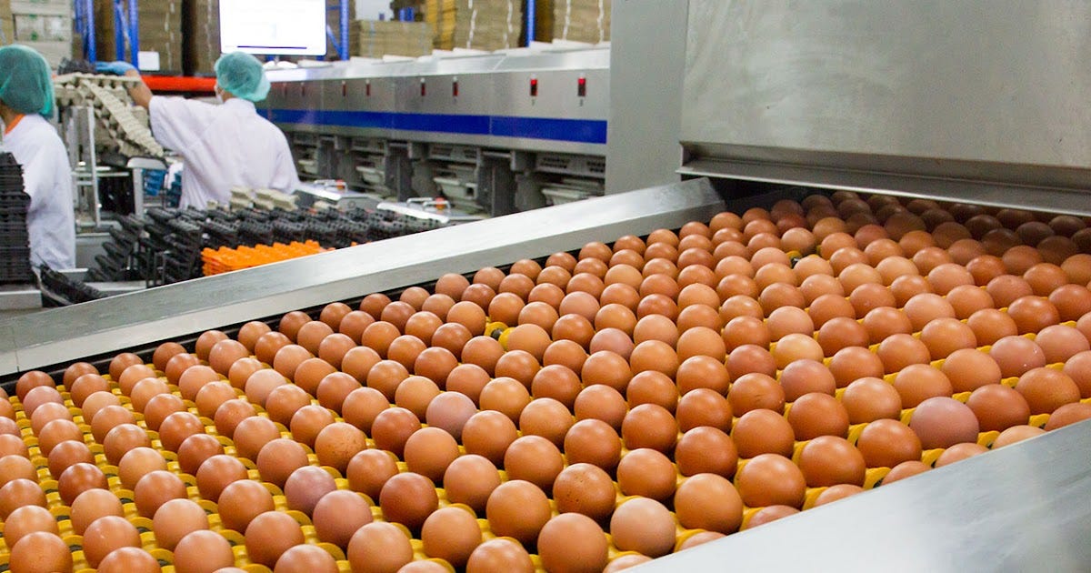 Hen’s egg processing involves separating the yolk and white of the egg ...