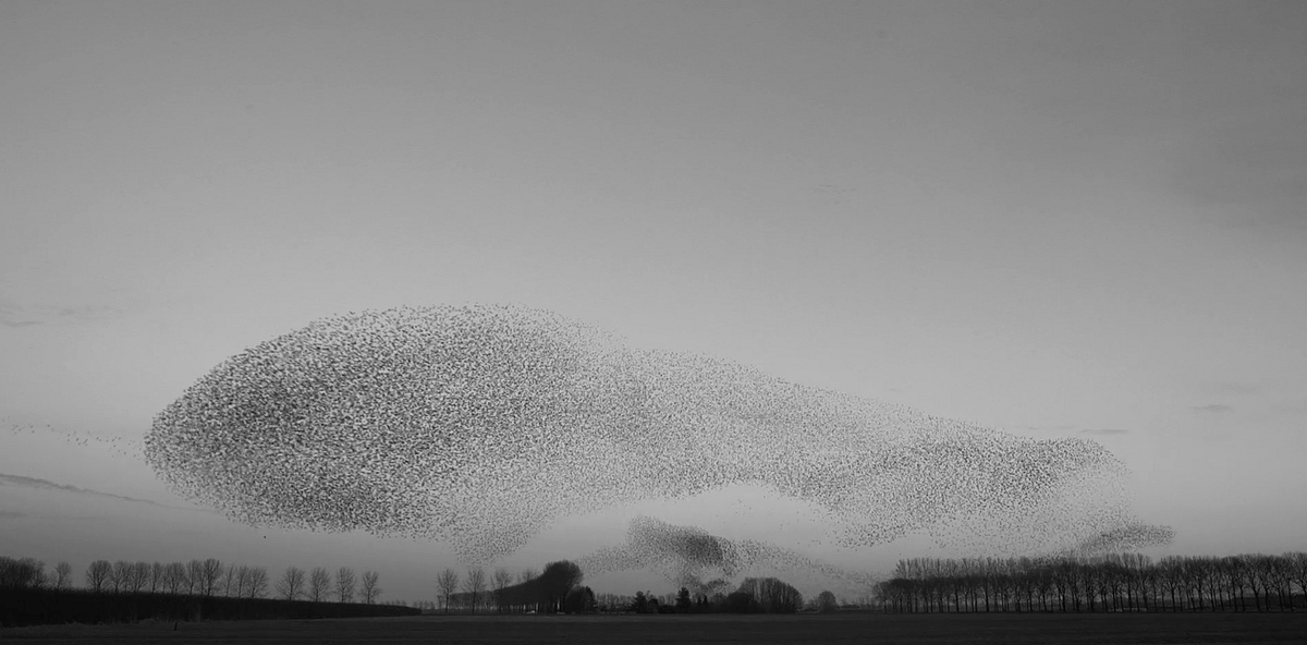 Video: The Art of Flying. Thousands of birds fly in dense swarms… | by ...
