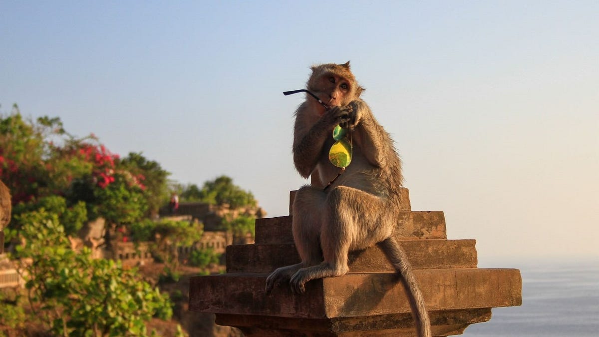 The Human Factor in Monkey Mischief | by Krishna Pendyala | Mindful ...