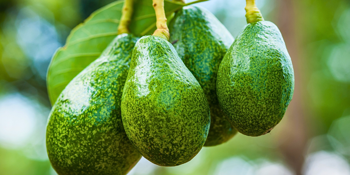An Avocado Story: The Tale of a Non-sweet Fruit | by A Voice for Choice ...