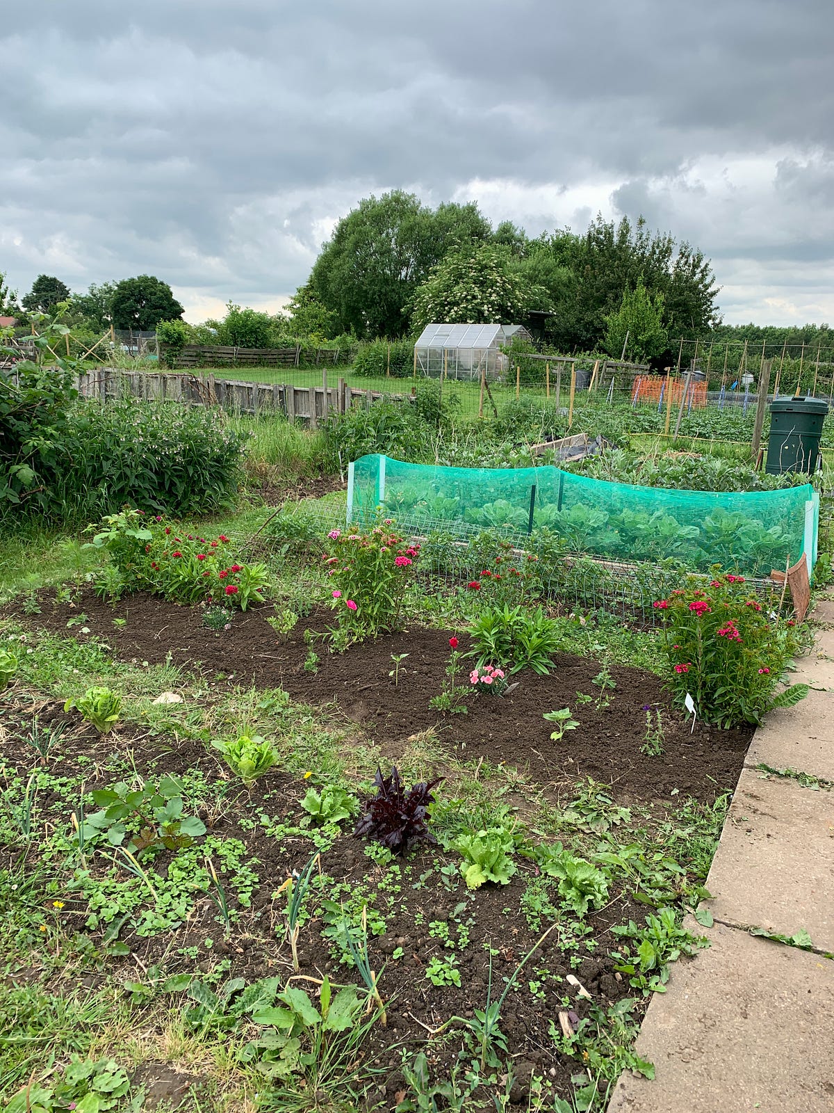 A Few Allotment Weeds Never Hurt Anyone! | by Sarah Taffe | Medium