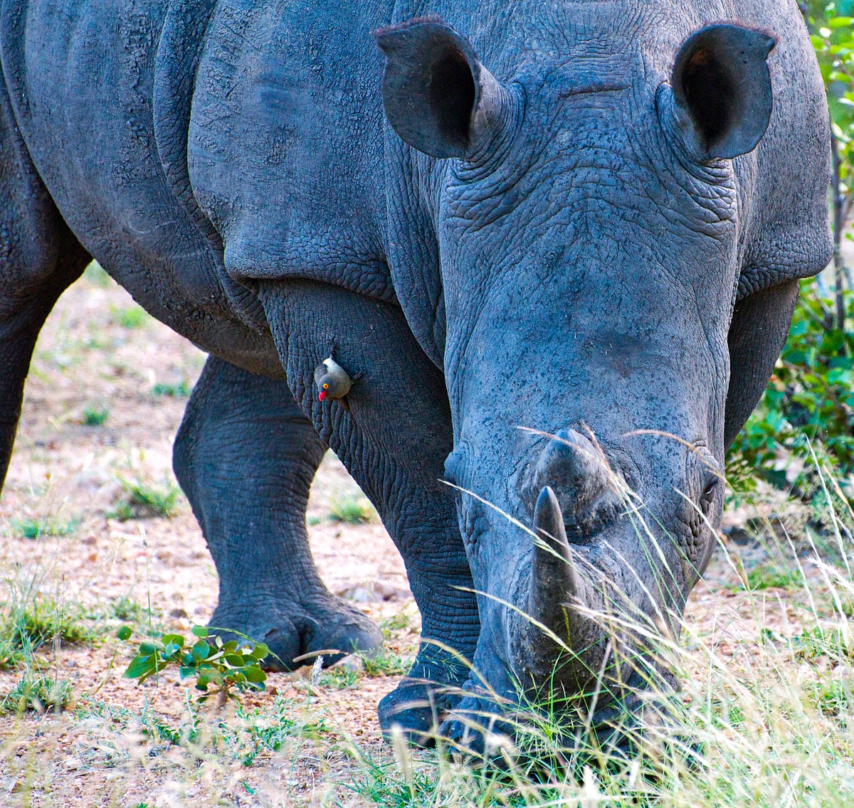 The Beauty of Rhinoceri. Gentle Giants on the Verge of… | by Erika ...