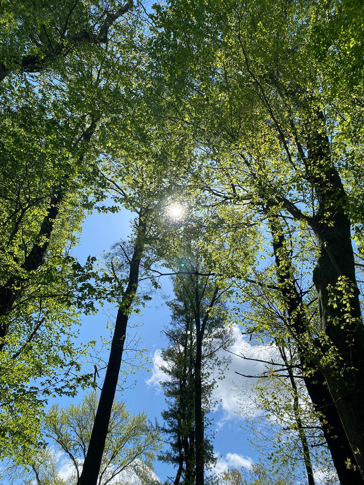 Reading “When I am Among the Trees” by Mary Oliver | by Z.K. | Medium