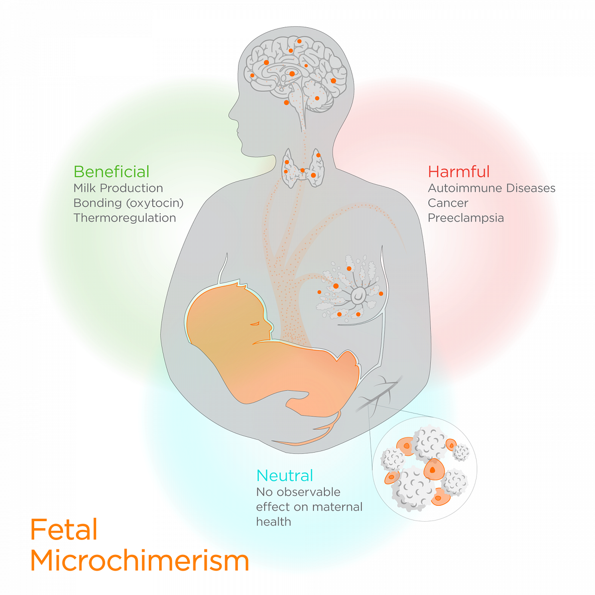 Microchimerism – An Overview. I’m sure you’ve heard of the greek… | by ...