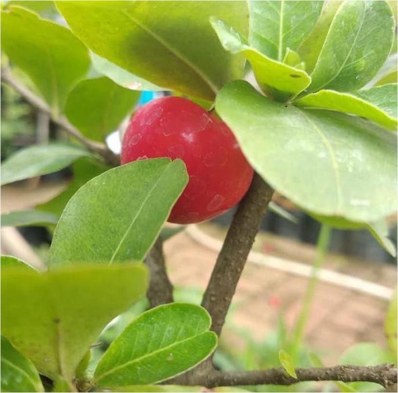 Bibit Ceri B Ru Cherry Barbados Buah Cheri Pohon Bekasi | by Jasmin ...