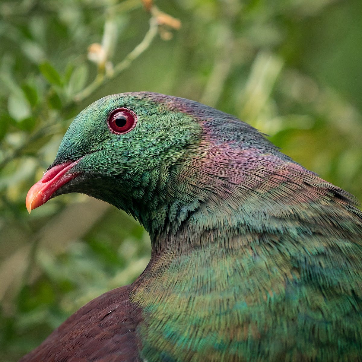 79 Animals in New Zealand face extinction. | by Nagia | Medium