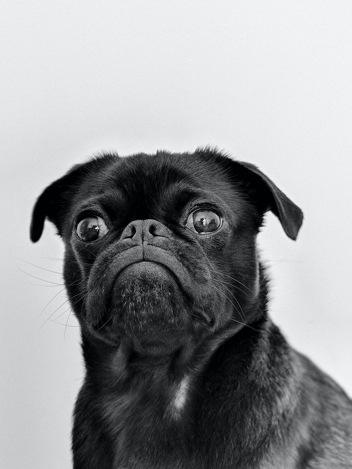 Unpopular Opinion: Dogs are Actually the Worst | by Penelope Claire ...