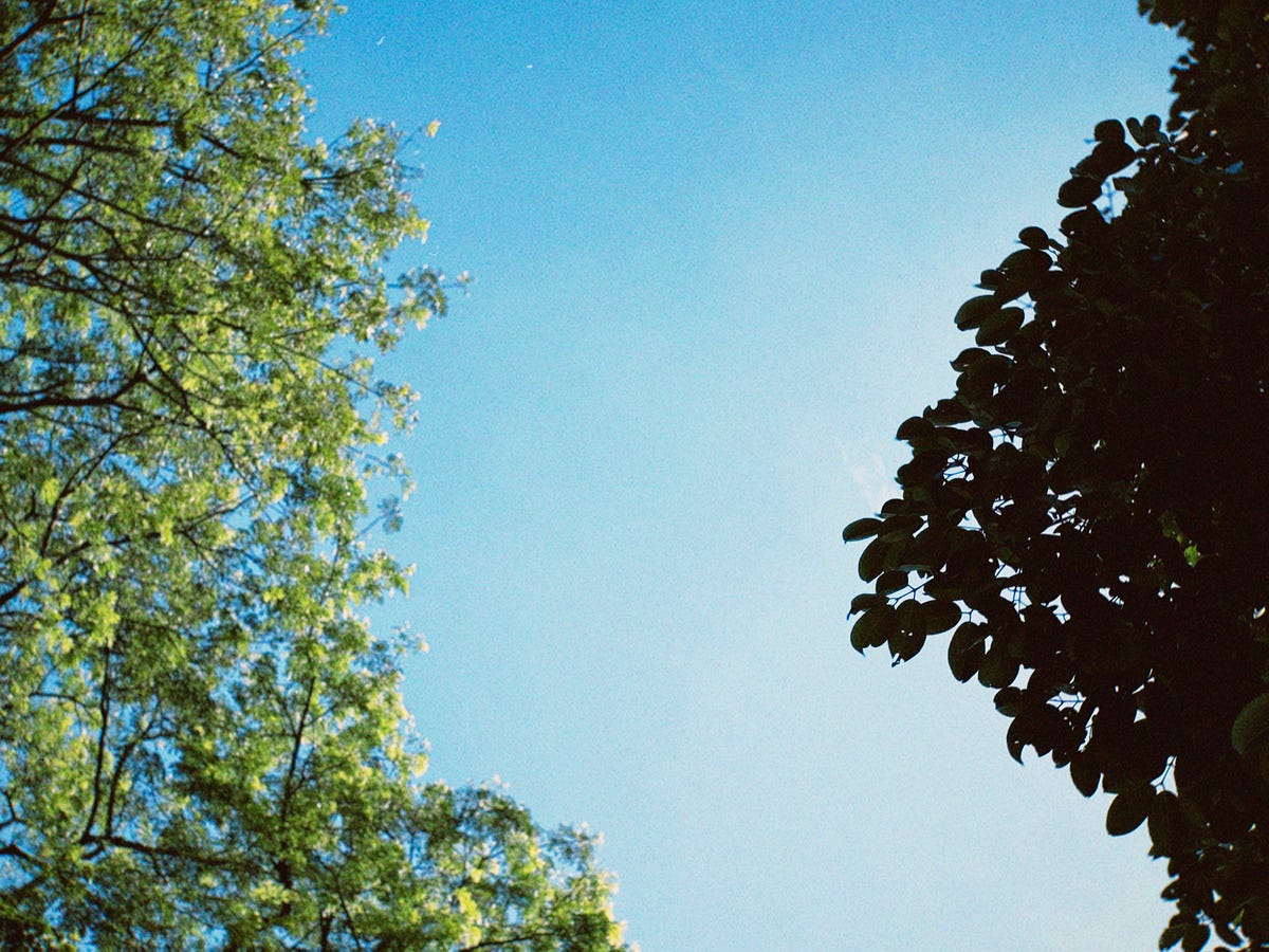 Trees, God and Everything in Between. | by Syed Ali | Medium