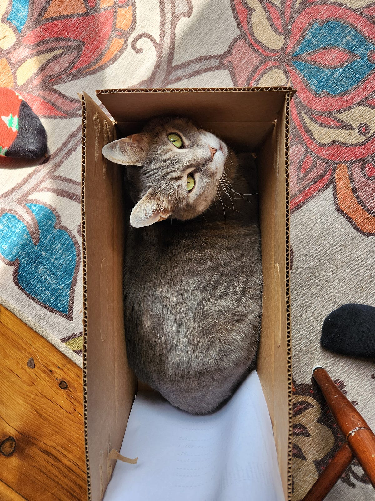 Box Cat - Andrew Lock - Medium