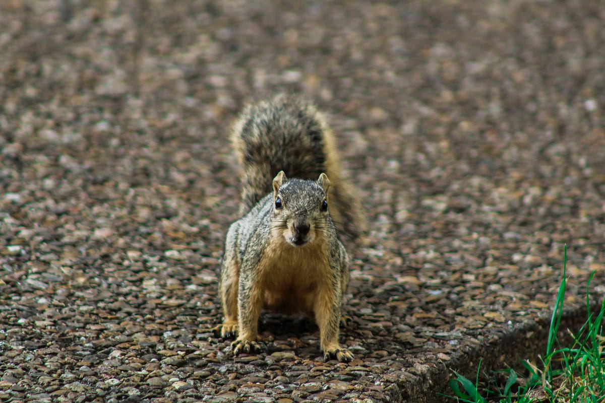 Squirrels: New Student on Campus. How Squirrels showing up on College ...