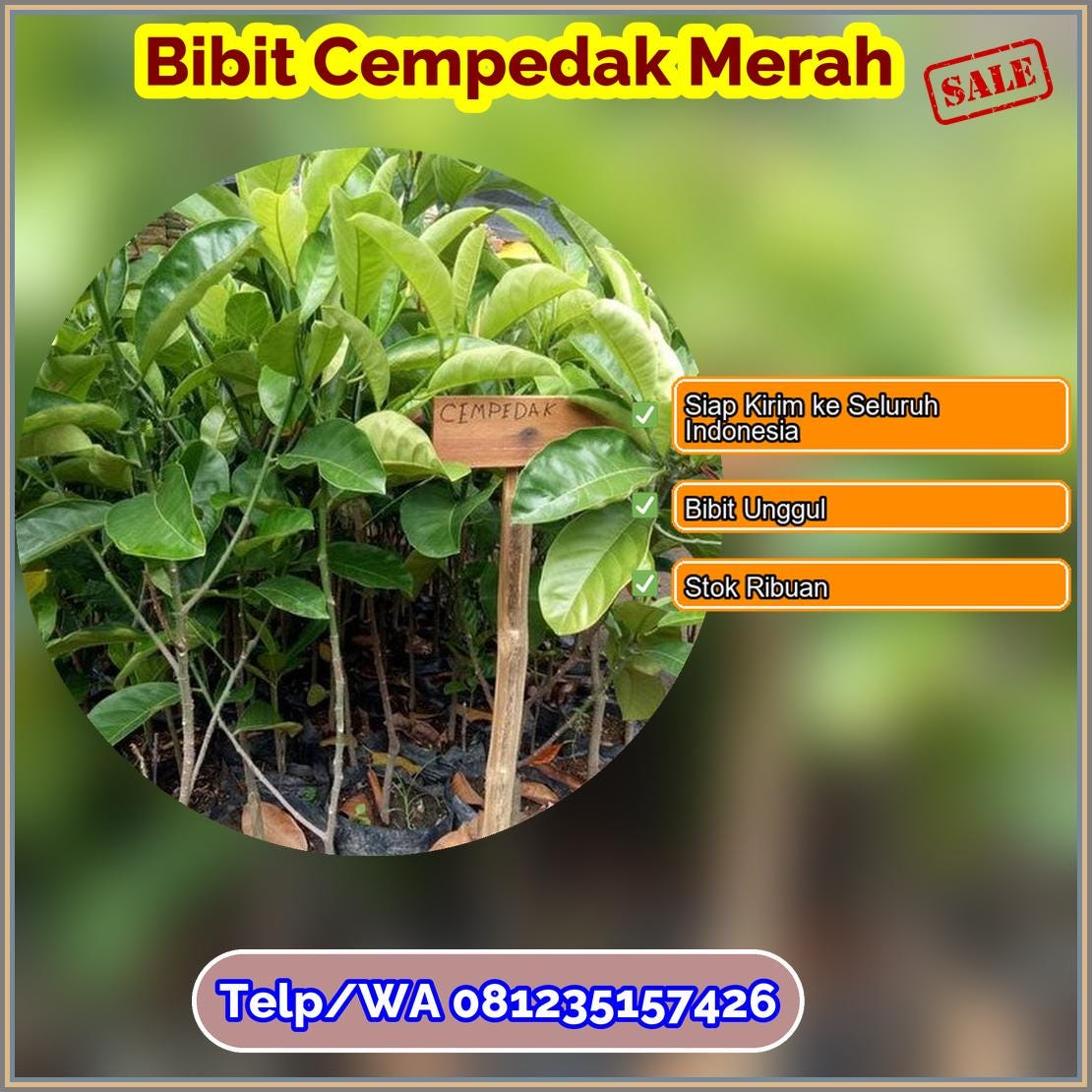 Jual Bibit Cempedak Merah Sidoarjo - Pusat Bibit - Medium