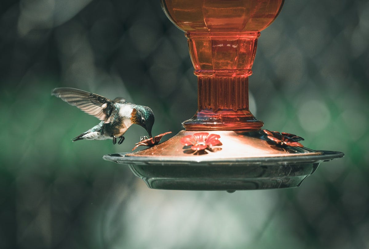 Proper Positioning of a Bird Feeder - The Daily Cuppa - Medium