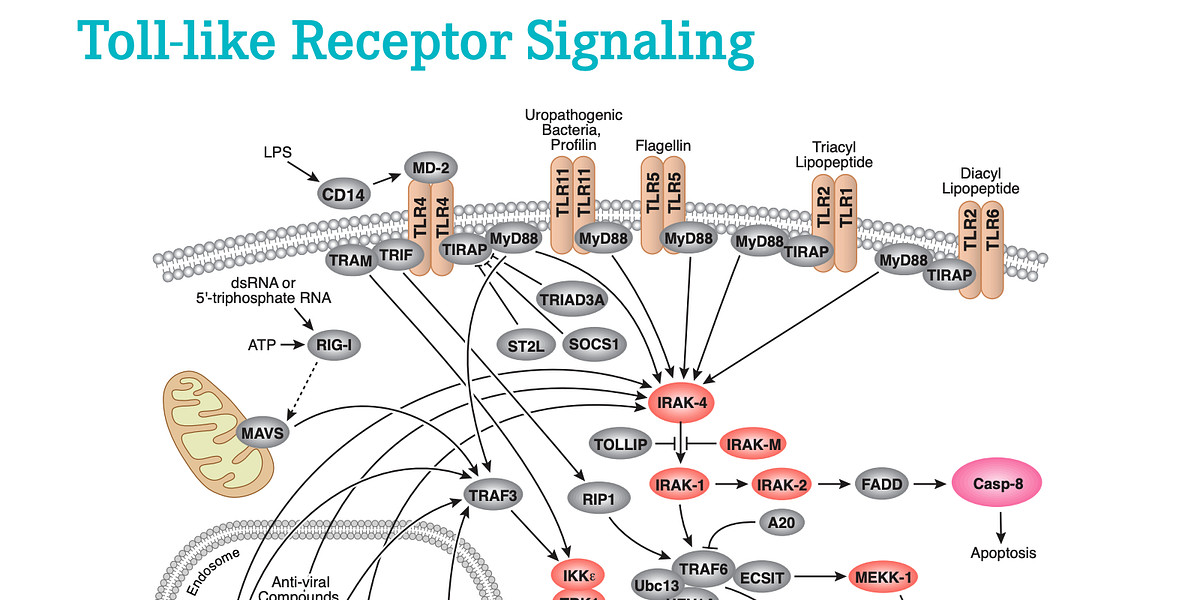 Toll-Like Receptors (TLRs). Toll-like receptors (TLRs) are a family… | by John | Medium