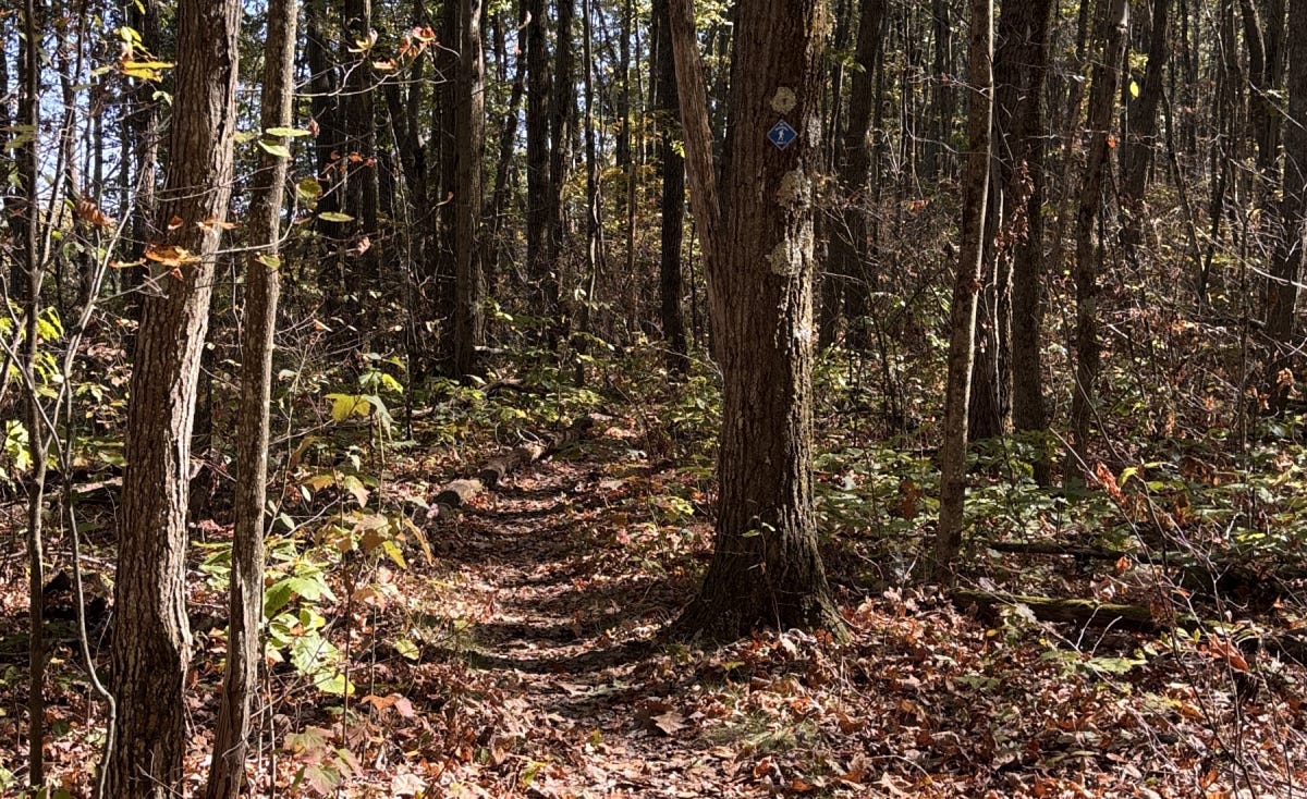 Stay the Path. A reflection on living life with… | by Jess Ivette | Medium