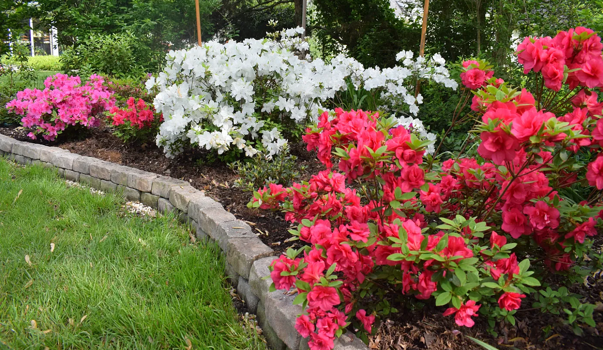Azaleas: A Love Story Rooted in Philadelphia | by Walter Bowne | The ...