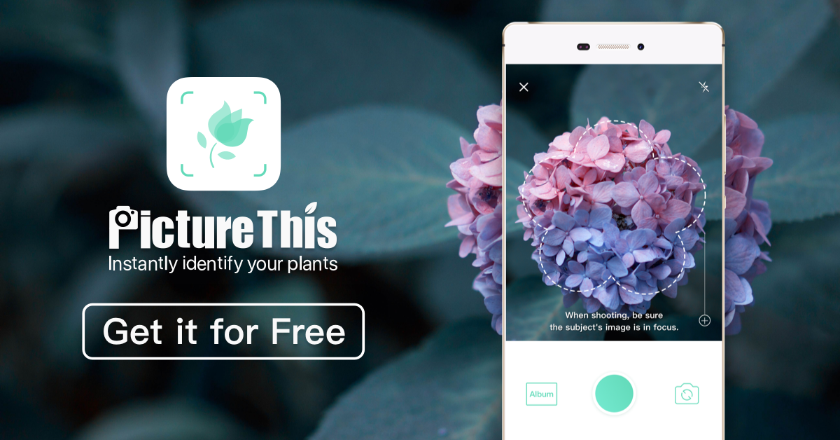 Coders Corner: PictureThis is an app that will help you identify plant ...
