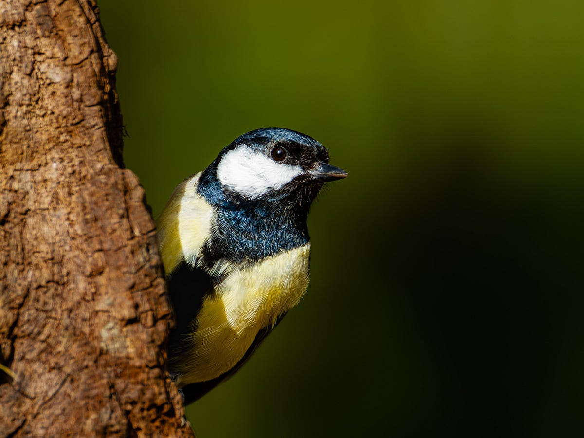 The Great Tit (Parsus major) - The Shortform - Medium