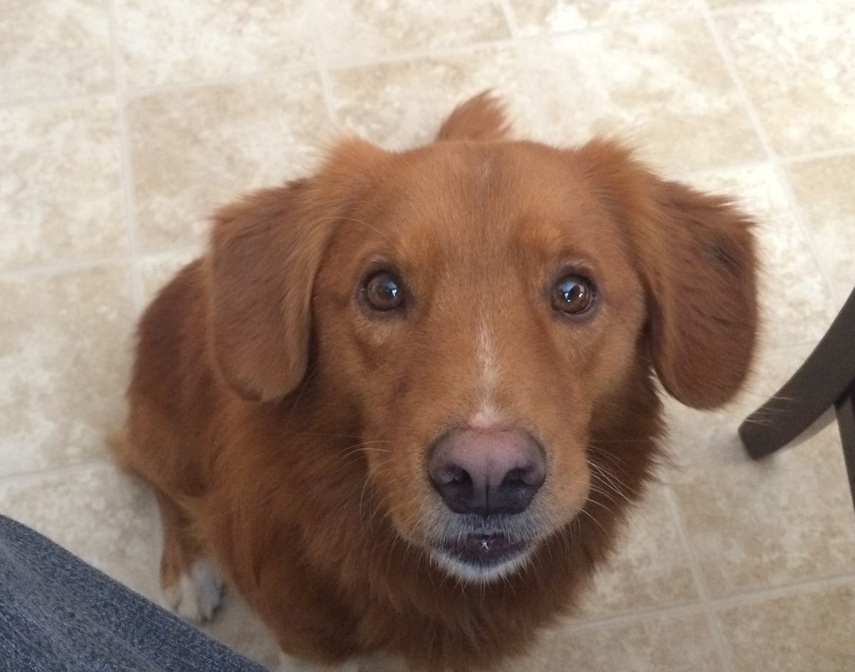 Teach Your Dog To Have Amazing Attention! | by McCann Dog Training | Medium