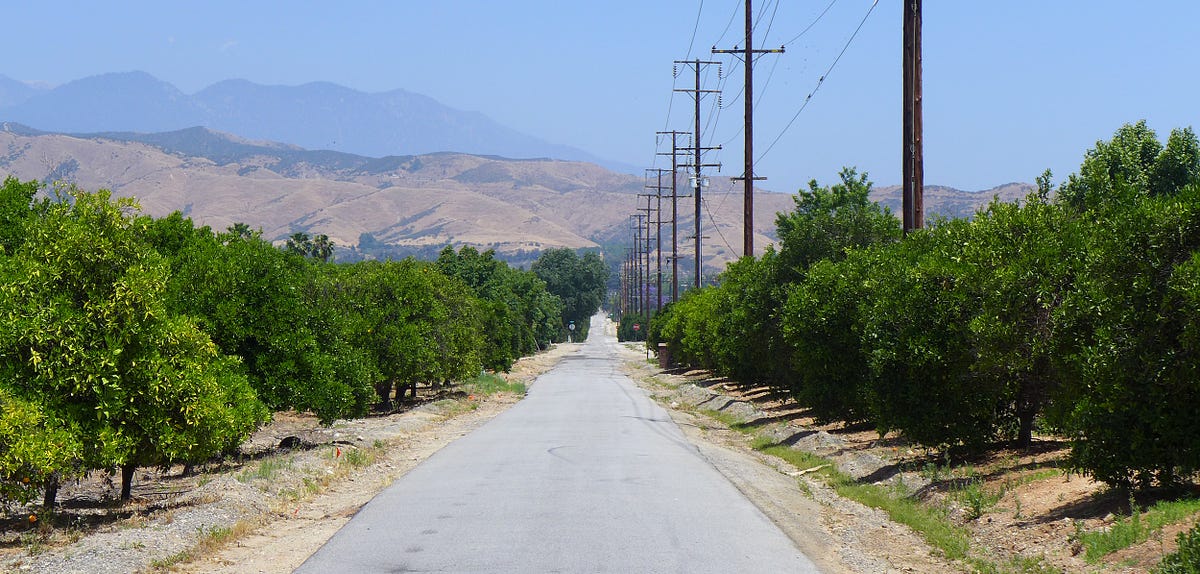 California could pass Florida as the nation’s leading orange grower ...
