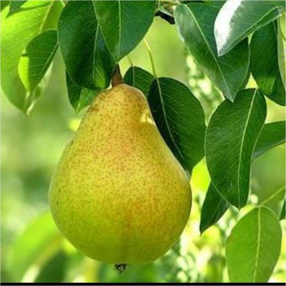 Bibit Tanaman Buah Pir — Pear Kota Depok | by Pusat Bibit | Medium