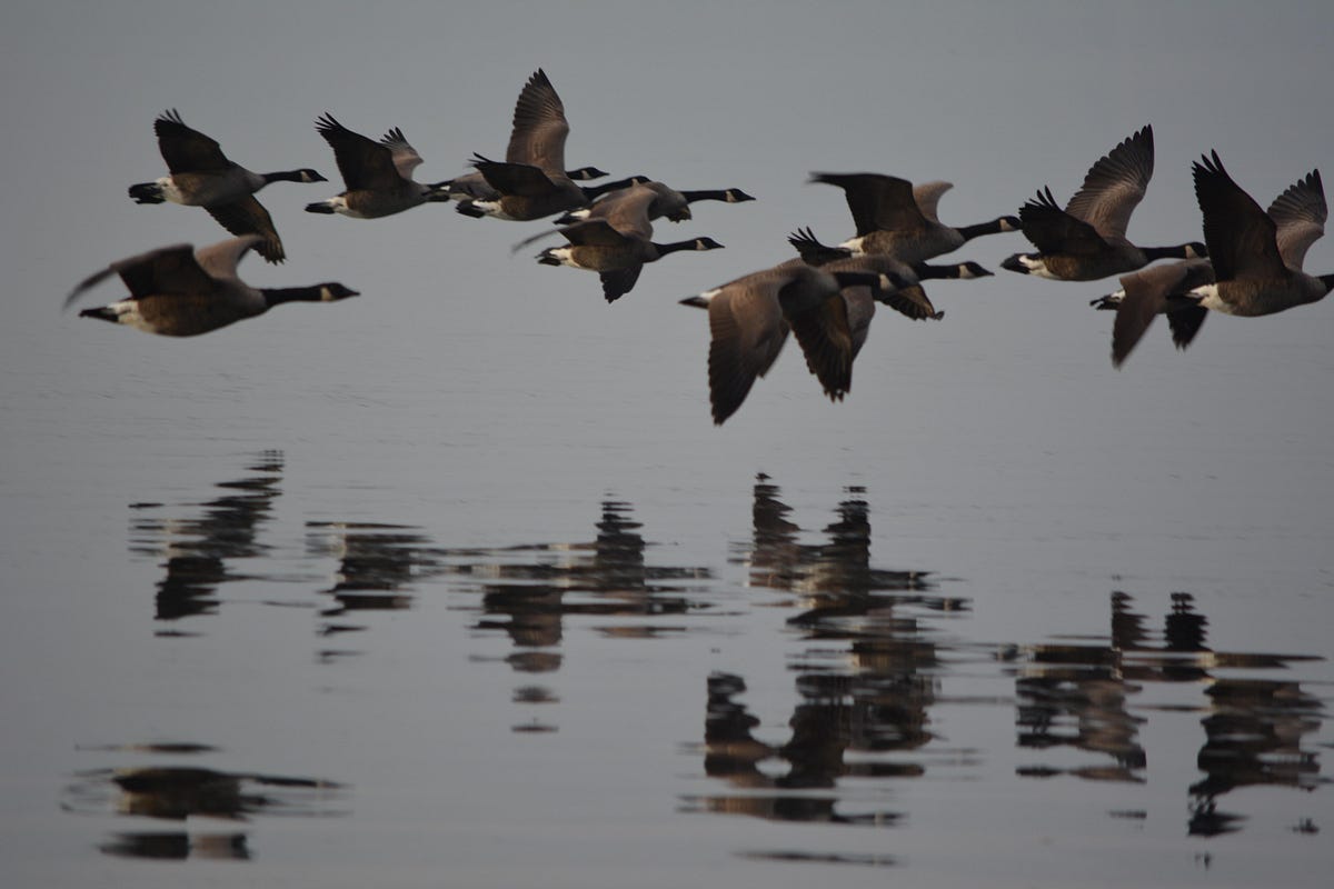 Taking Flight: Do you ever want to run away? | by W. Craig Gilliam | Medium