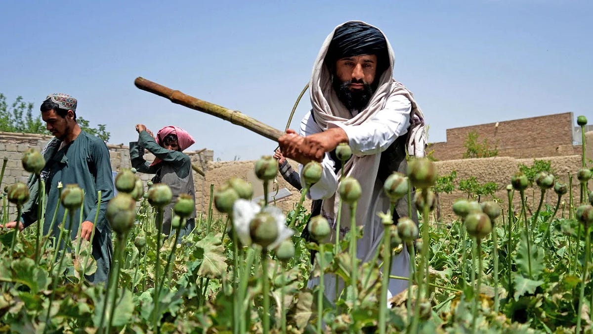 Why Taliban’s Opium Ban in Afghanistan is a Mistake: Complexities and ...