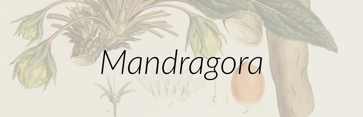 Mandrake. Plant 141 in the 400 week countdown | by Plants400 ...