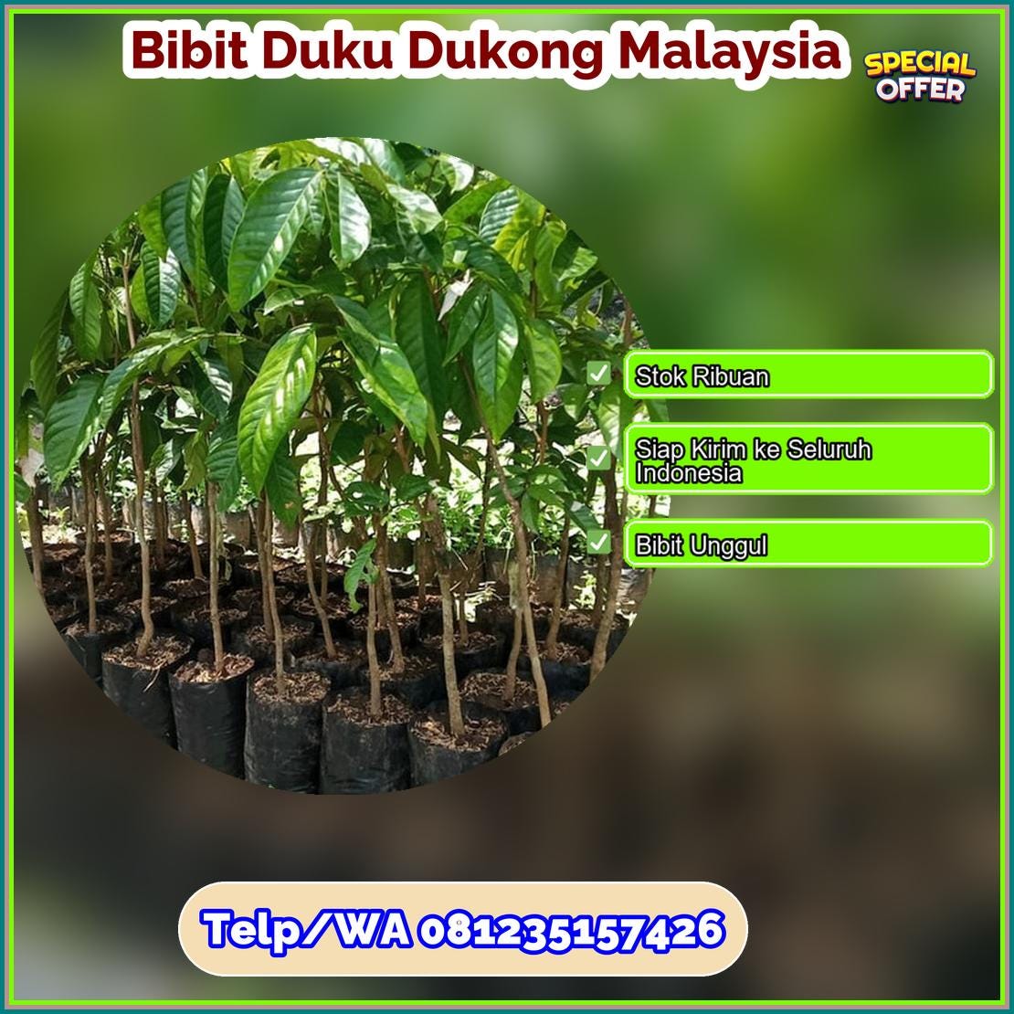 Harga Bibit Duku Dukong Malaysia Buol | by Marlino Kemuning | Medium
