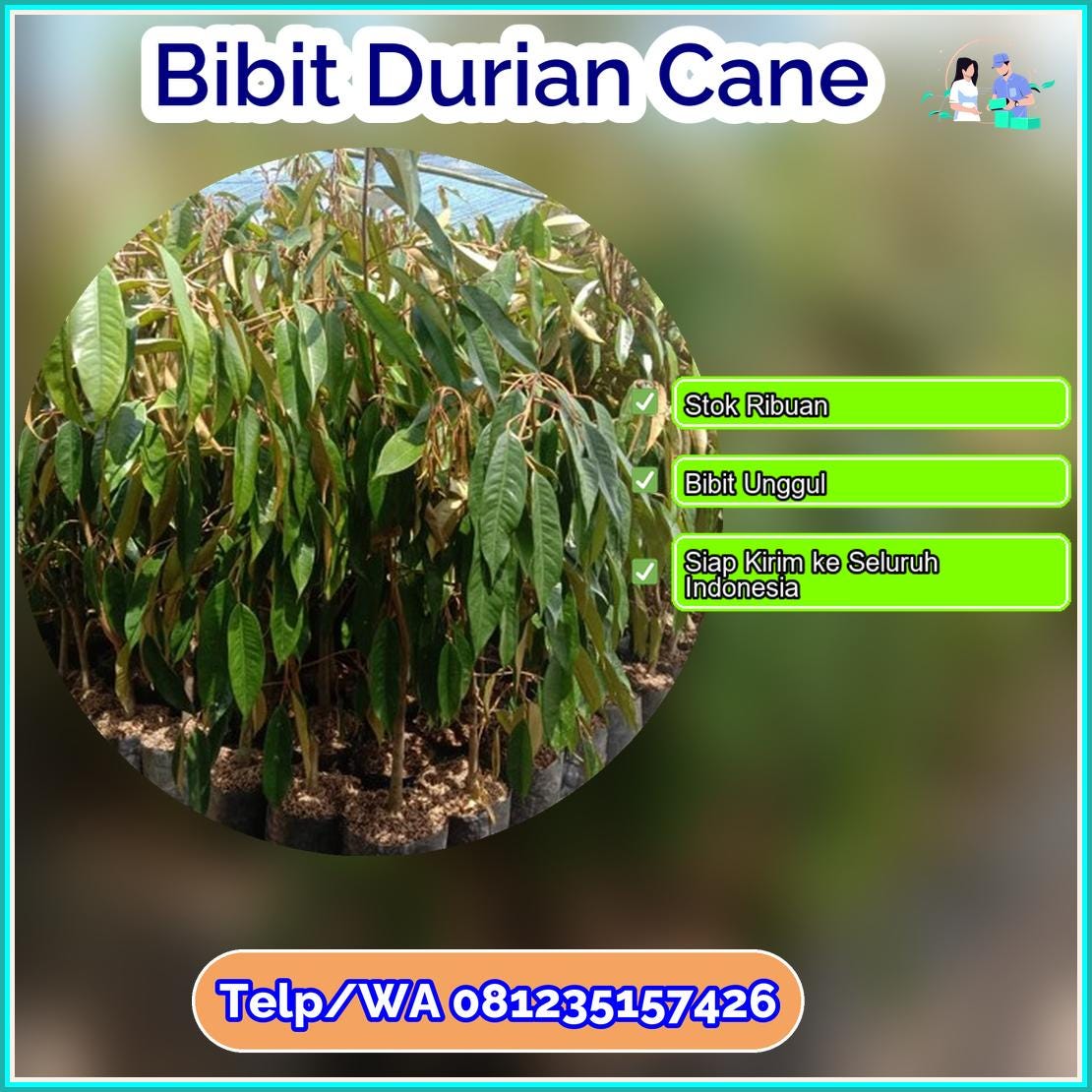 Jual Bibit Durian Cane Kota Yogyakarta | by Ezio Asoka | Medium