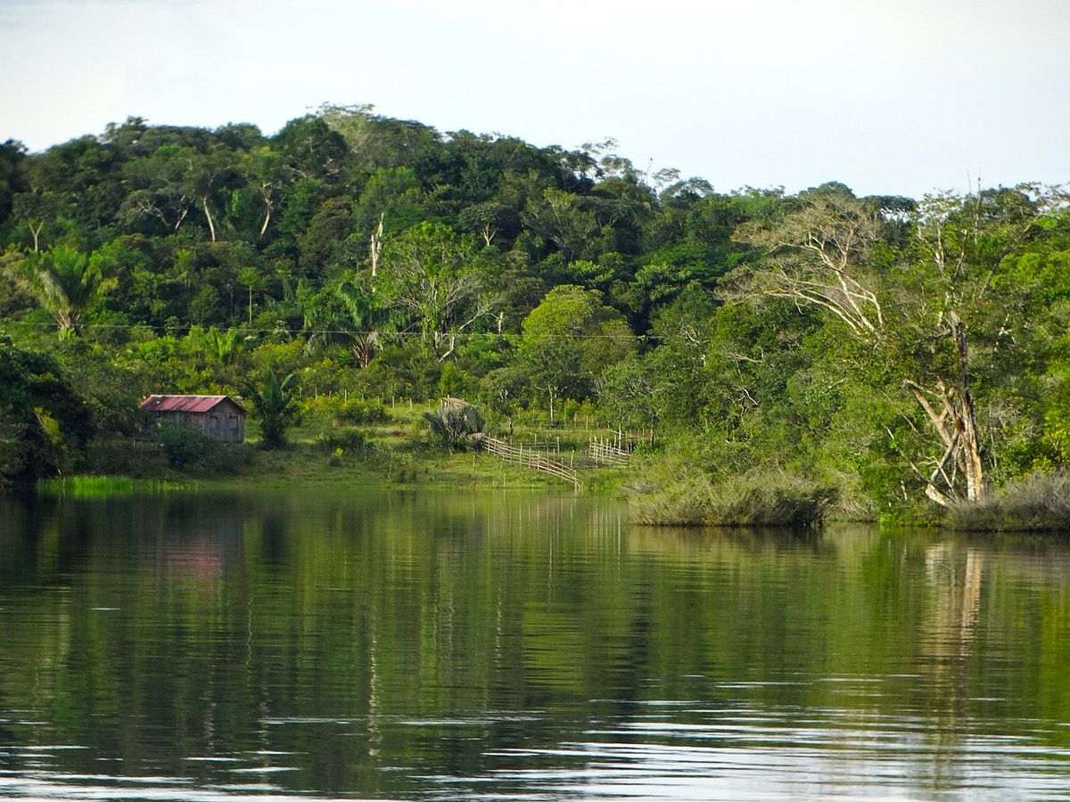 Unveiling the Elusive Aquatic World: 8 Weird Amazonian Water Creatures ...