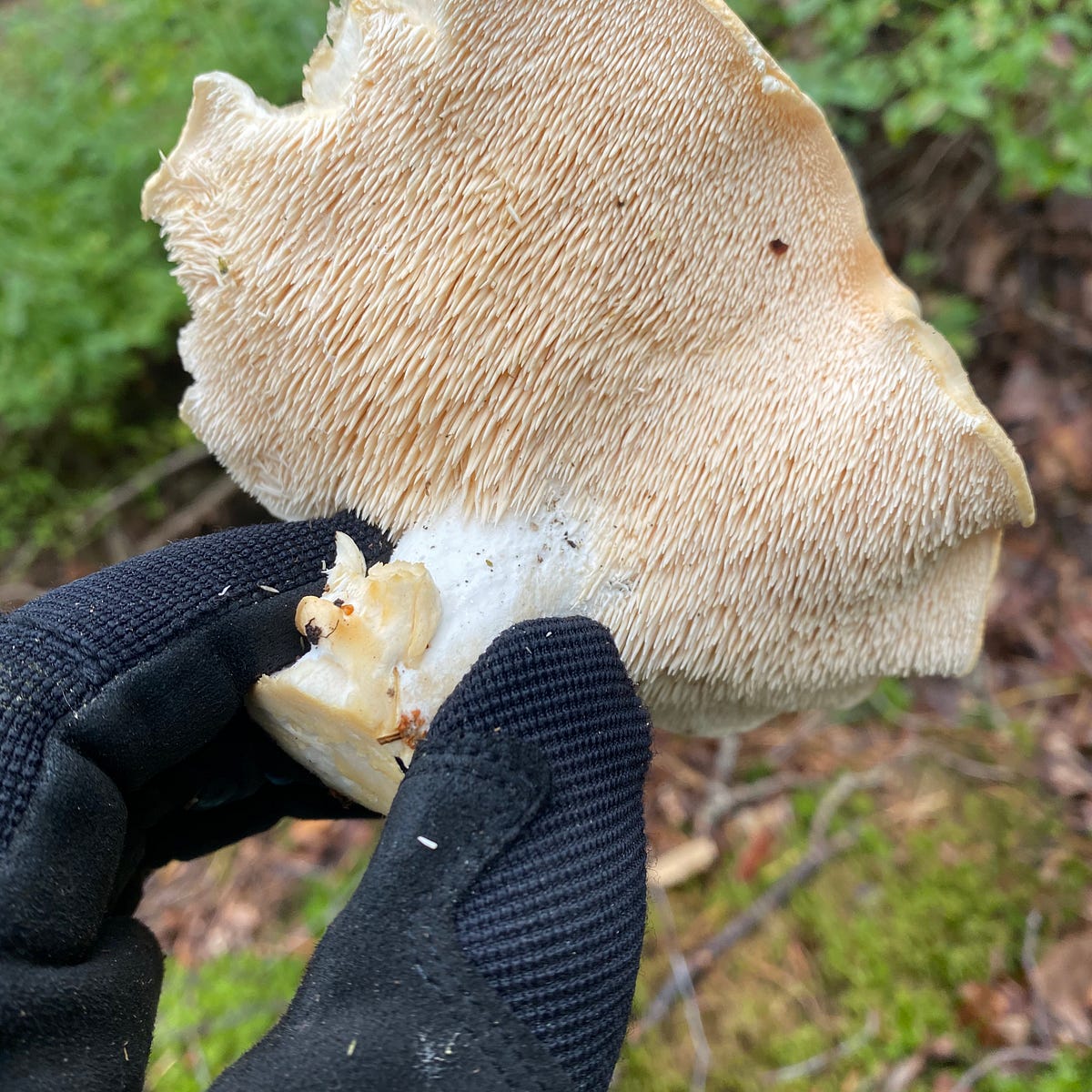 Hedgehog mushrooms + recipe. Hedgehog mushrooms (🇫🇮 vaaleaorakas)… | by ...