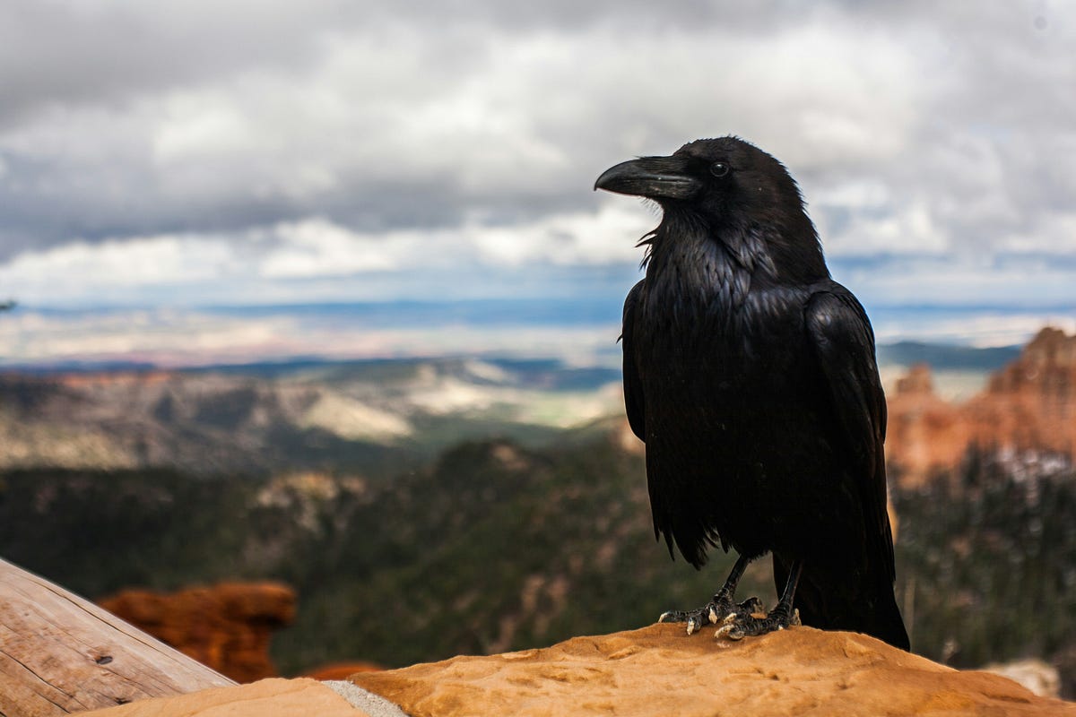 The Crow Speaker. A disillusioned Norman knight finds a… | by Paddy ...