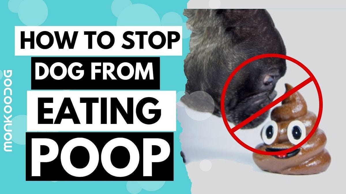 The Ultimate Guide on How to get your Dog to Stop Eating Poop | Medium