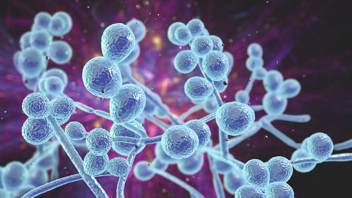 What is Candida Auris?. And do you need to be worried? | by Andie ...