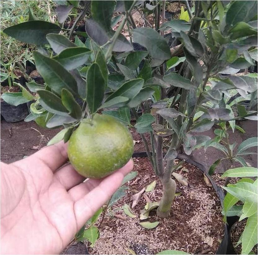 Bibit Jeruk Batu 55 Promo Tanaman Keprok Unggulan Cod Banjarnegara ...
