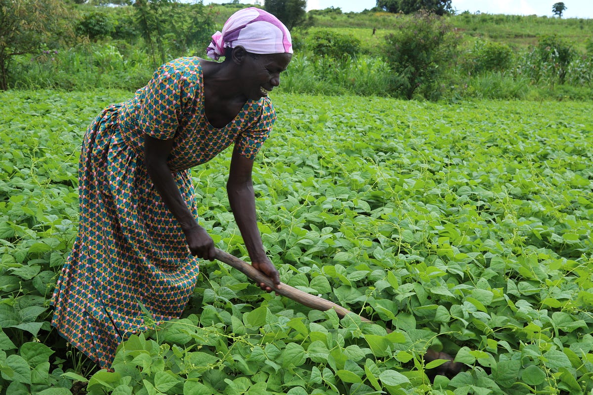 Growing Better Beans Boosts Earnings for Rwanda Smallholders | by WFP ...