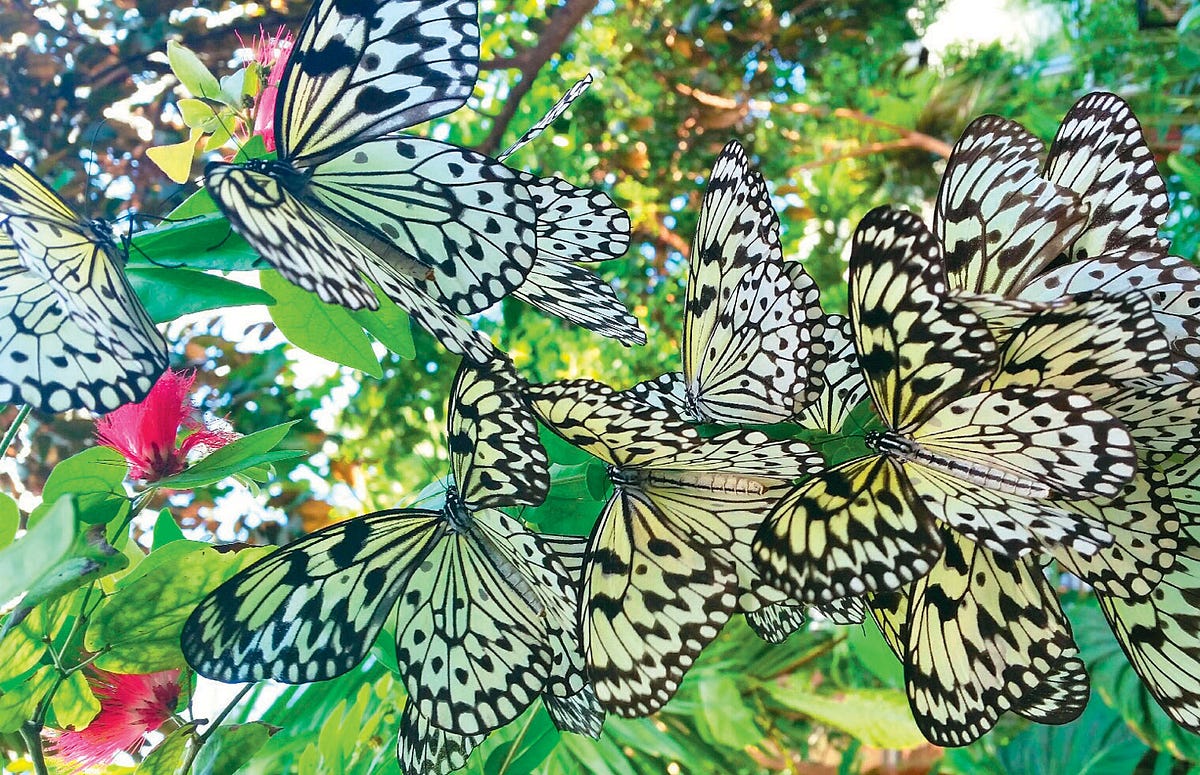 Cockrell Butterfly Center. The Cockrell Butterfly Center, located… | by ...