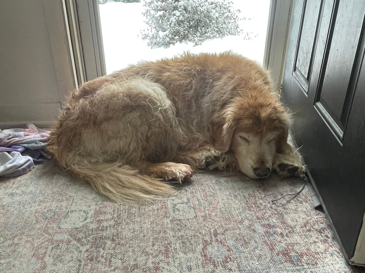 Life Lessons on Being Old, From My Dog Murphy | by Chad Harvey | Read ...