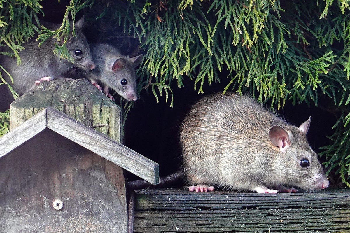 Science confirms that the town mouse was the smartest | by Santi Garcia ...