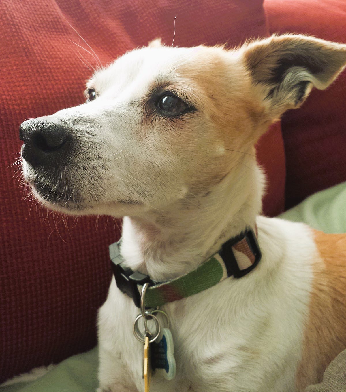 Bow Wow Wow Yippee Yo Yippee Yay. A dog lover’s ode | by Elle Becker ...