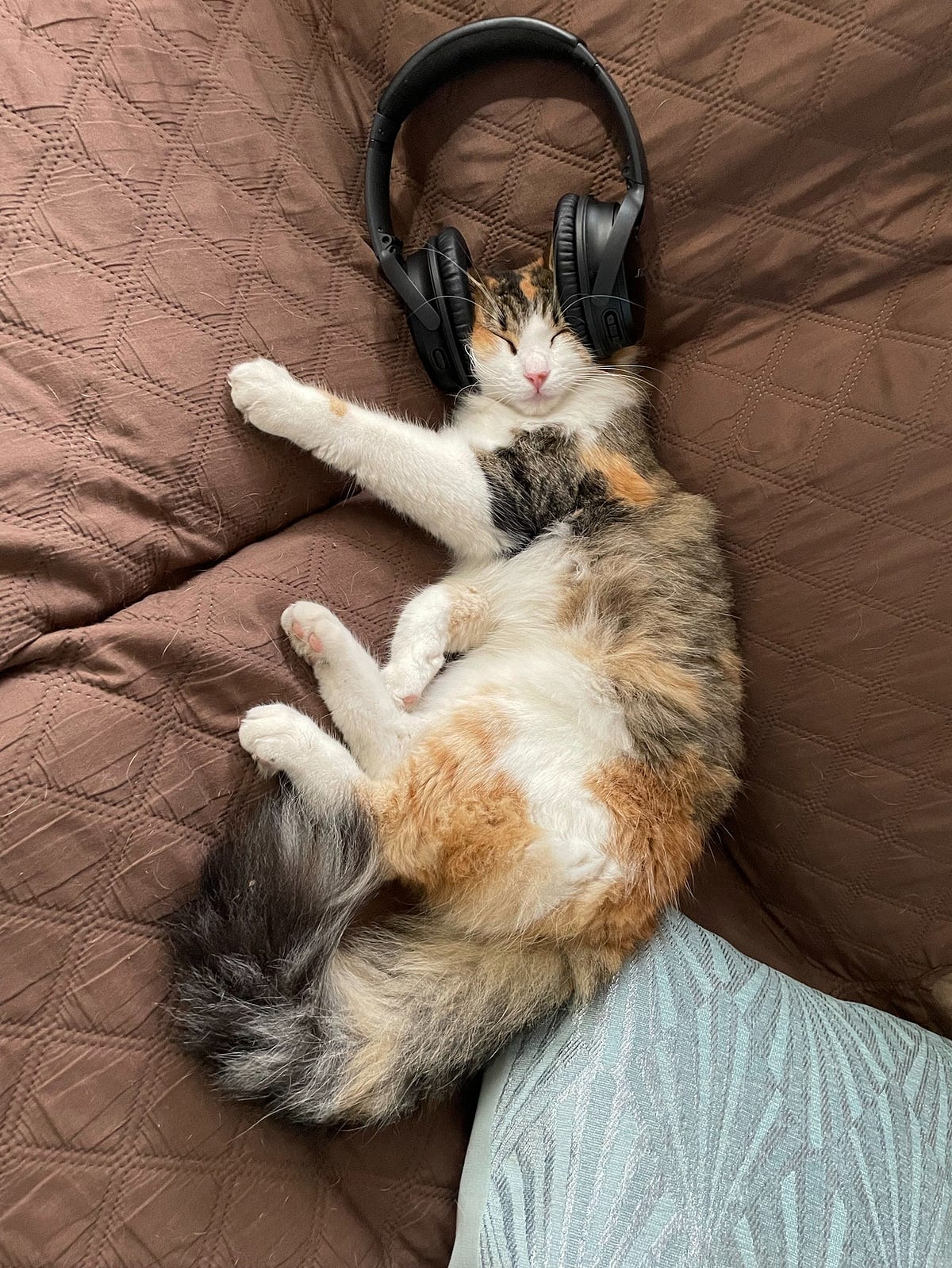 Cat Listening