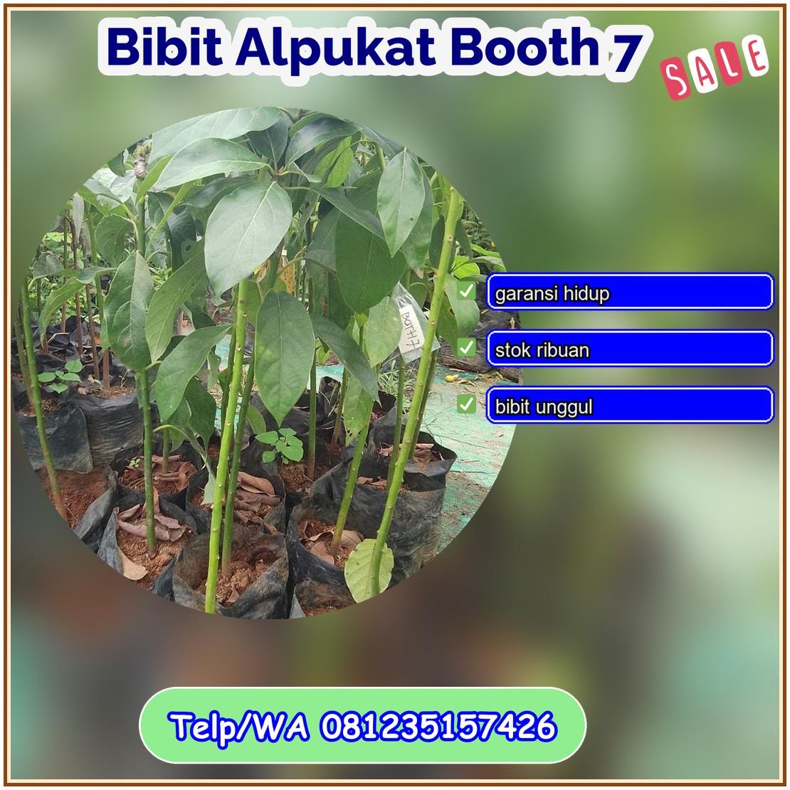 Jual Bibit Alpukat Booth 7 Situbondo - Elvaretta Lily - Medium