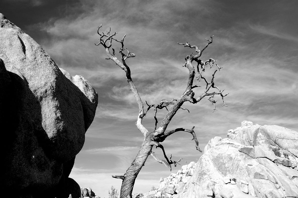 Should we fight death?. Death is a natural process of life. But… | by ...