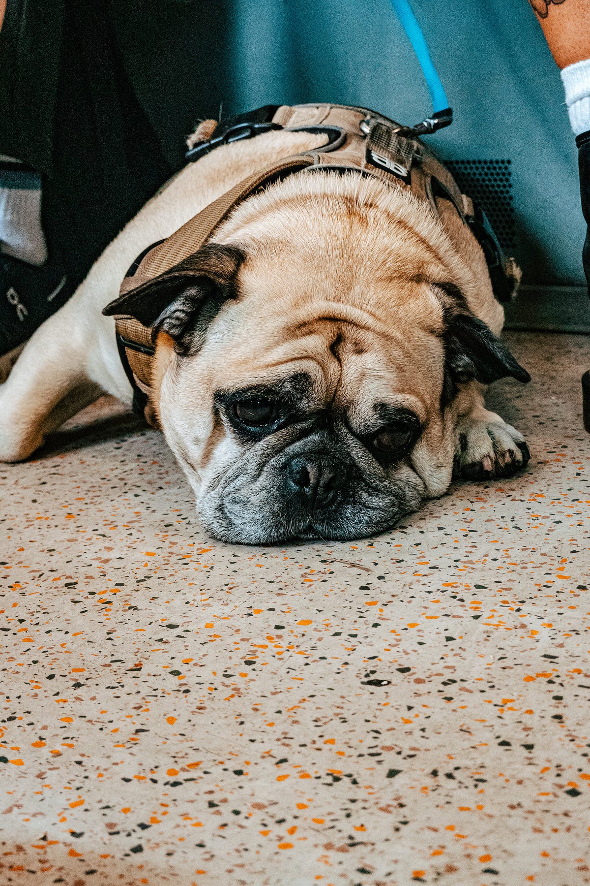 Perfect guide for imperfect dog owners! | by Rendysw | Sep, 2023 | Medium