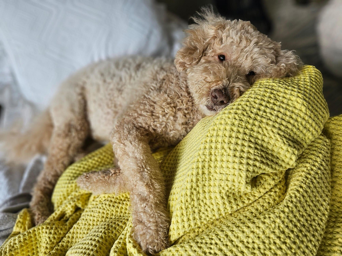 paws groomersHow Does Professional Pet Grooming In Chicago Impact the ...