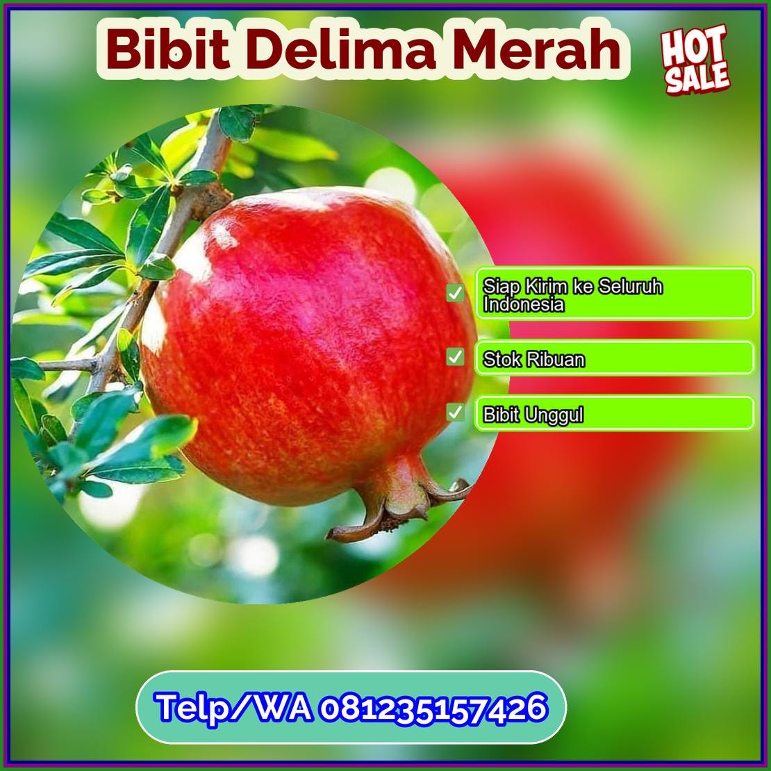 Harga Bibit Delima Merah Kepulauan Selayar | by Marlino Kemuning | Jul ...