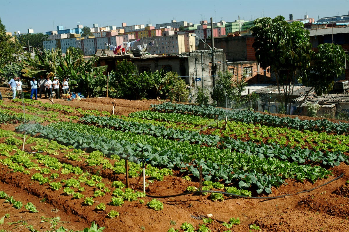 How Much Food?. How much food can a city produce to… | by The Potential ...