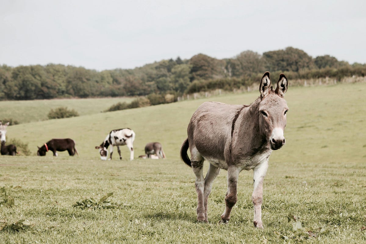 The Story of Diesel: A Donkey Who Found His Tribe | by Birgit Kersting ...