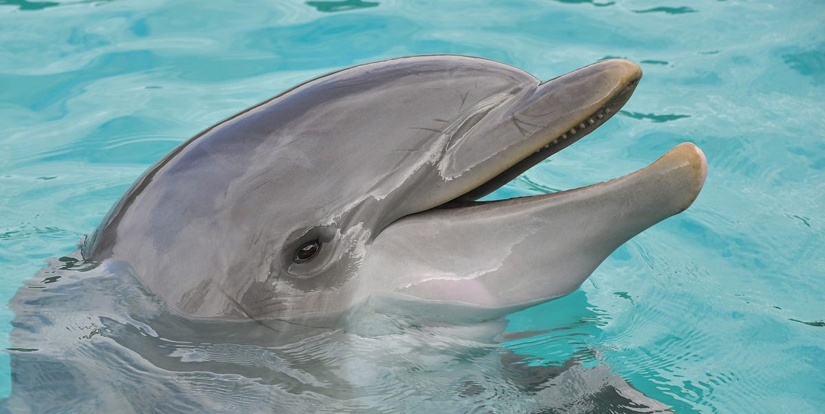 A Little Dolphin Story. A mojo-filled birth | by White Feather | Grab a ...