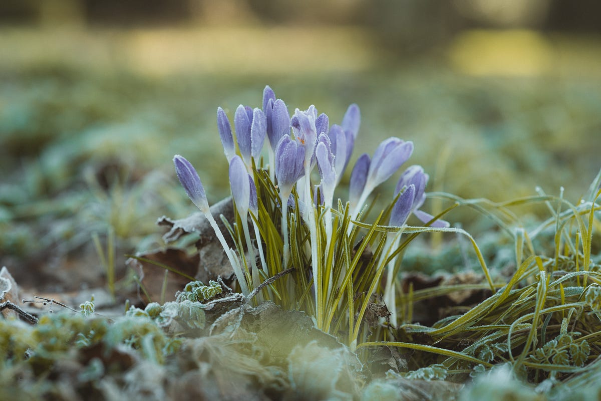 Winter is the New Spring. Balmy days and sprouting bulbs frame a… | by ...